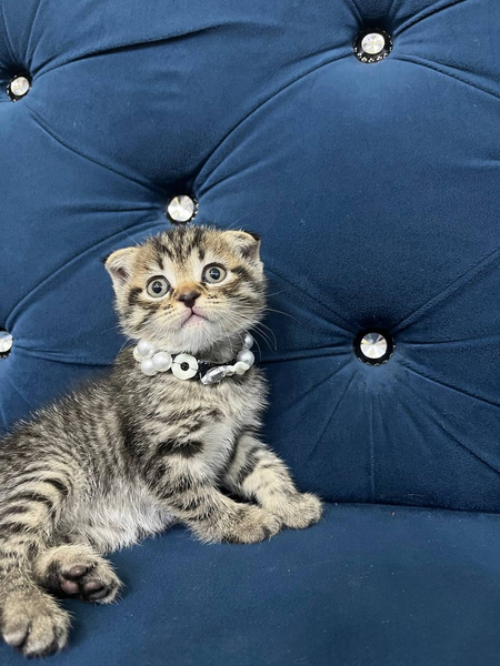 Продаётся котенок девочка