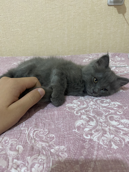 Скотиш страйт билан скотиш фолд боласи 06.05 да тугилган