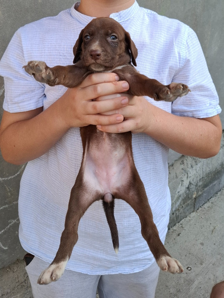 Щенки немецкого курцхаара!