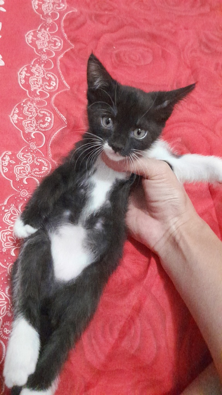 Домашние котенки 2 месяца