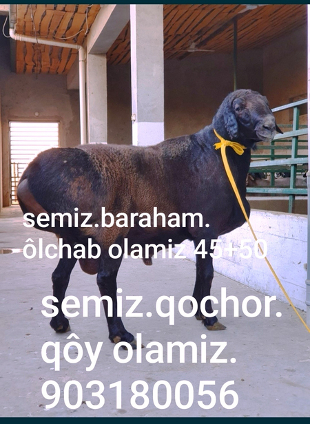 Quchqor quy olamiz