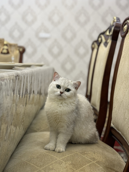 Серебристый шиншилла кошка