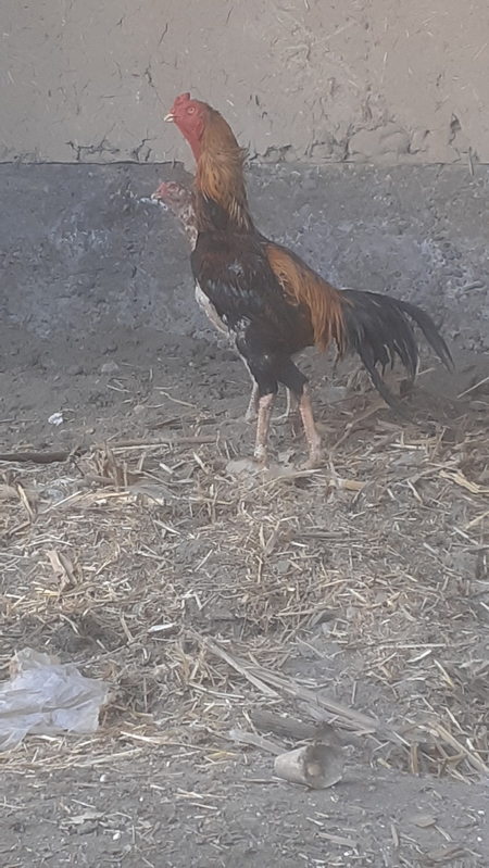 Horoz sotiladi zoti Shamo