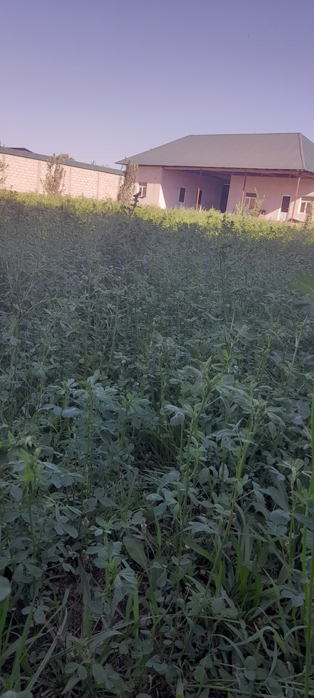 Dala xovli sotiladi  25 sotix 4 xonasi bor molxonalri bor  daraxtlar