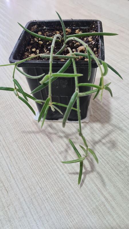Hoya Linearis-Линейная хойя комнатное, домашнее растение