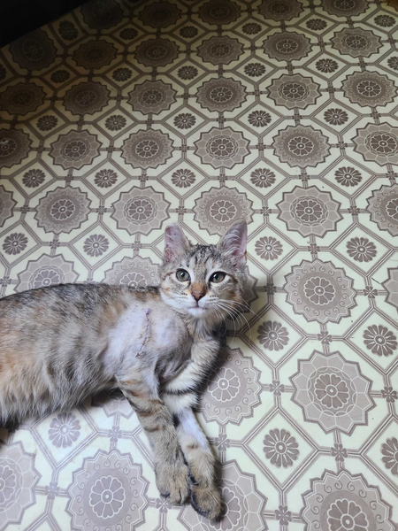 Котенок девочка (ищем доброго хозяина)