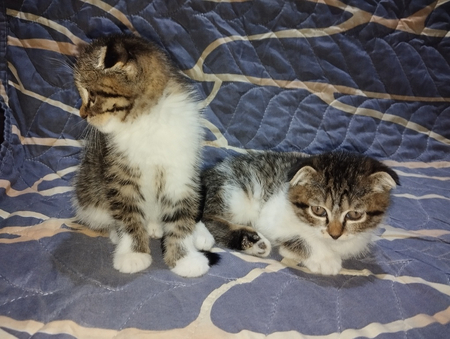 Продаются котята скоттиш фолд девочки
