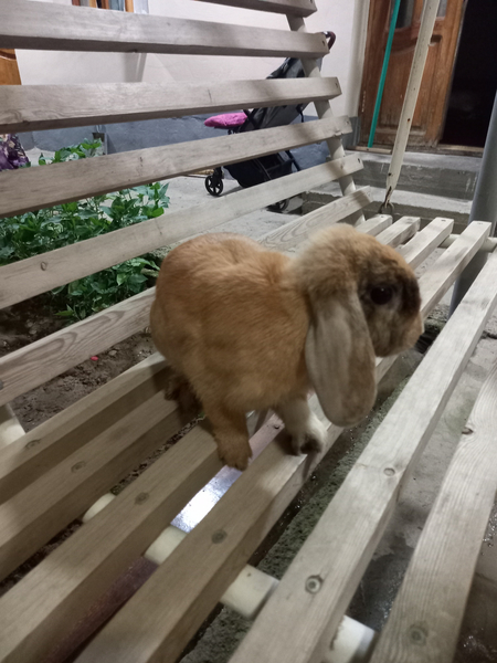 Karlik qiz bola kasalmas sopa soğ
