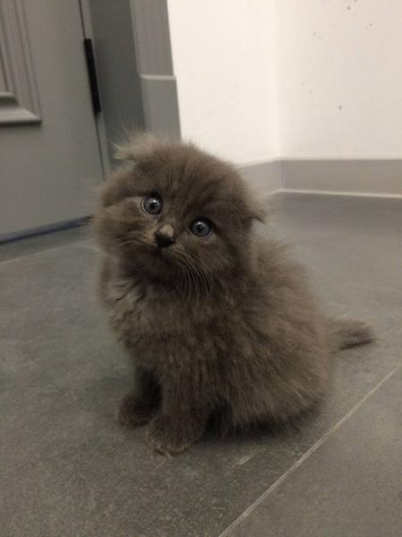 Scottish Fold hayland