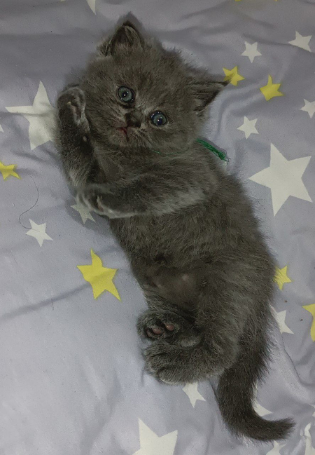 Котенки скоттиш-фолд и Скоттиш-страйк 2 месяца