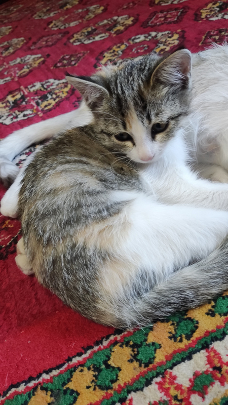 2 oylik mushuk hadiya qilinadi