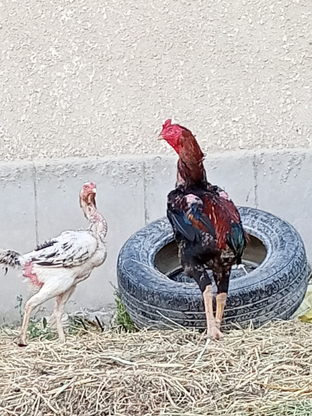 Zotdor xoʻroz va mokion sotiladi