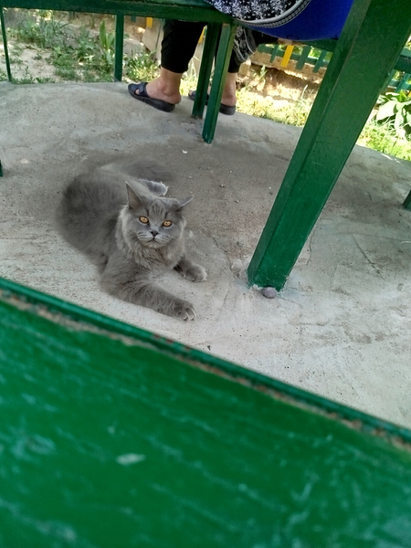 Кошка пародистая