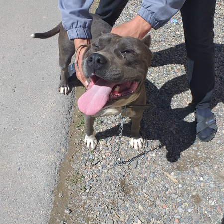 Kuchu pitbul soglom