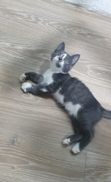 Котенок 2 месяца