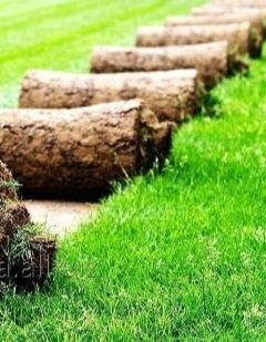 Gazon ekamiz urug\\\'dan, tayor rulon gazon ekamiz