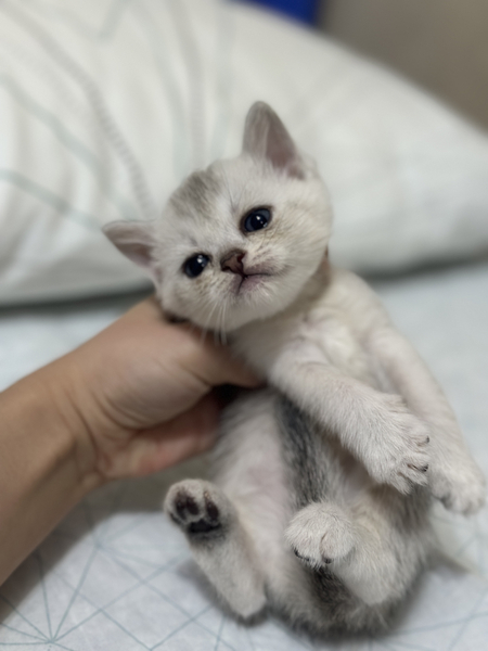 Чистокровная шотландский страйт
