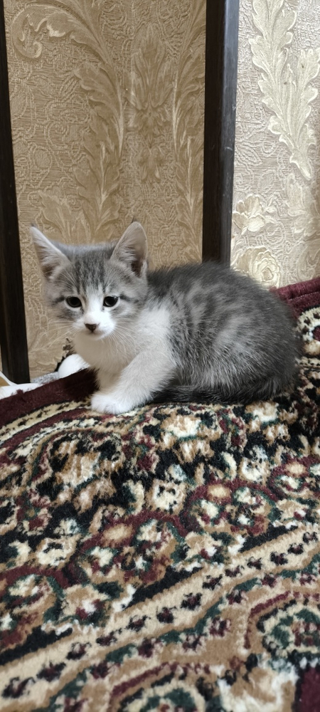 2 oylik Mushulchala