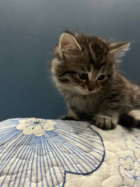 Котята Скоттиш фолд и страйт