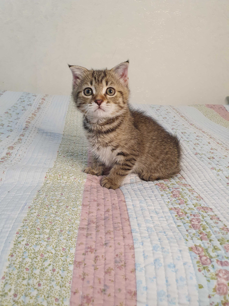 Котята скоттиш фолд
