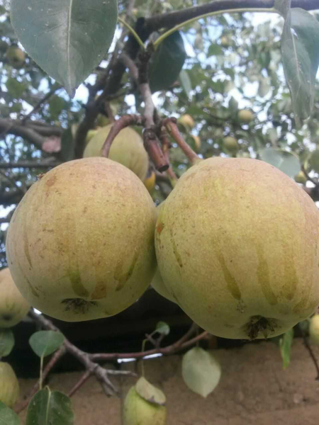 Ishonchli kuchatlar