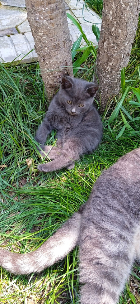 Котята серые, в добрые руки