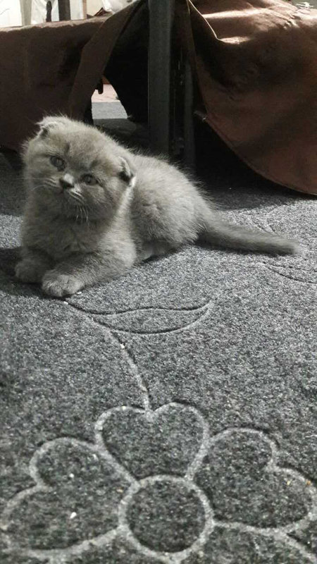 Котёнок Scotish fold (Шотландский вислоухий) 2 месячный мальчик.