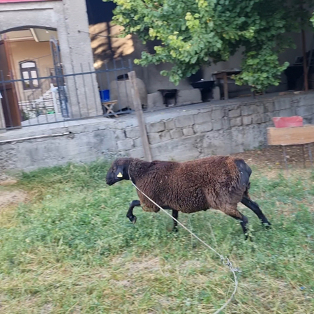 Quchqor sotiladi кучкор сотилади