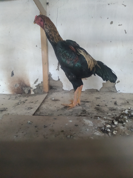 Xoʻroz sotiladi aprelda chiqan