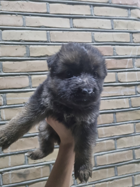 Продаются 4 щенка 2 мальчика 2 девочки немецкая овчарка