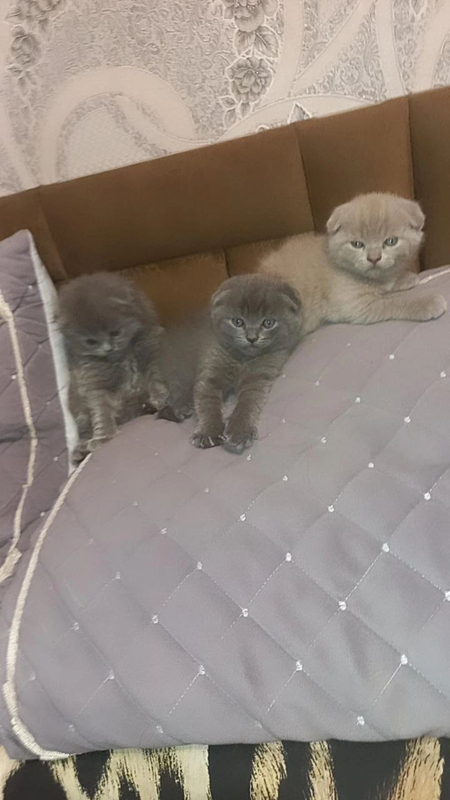 Продам котят фолды