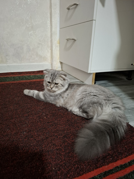 Срочно продам котенка шотландский вислоухий