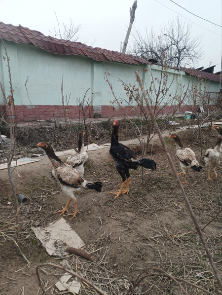 Дакан ху́роз товуқлари Домашние куры петух