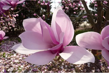 Magnoliya pushti gulli