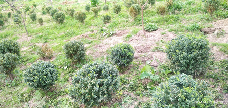 Manzarali shamshod daraxtlari.