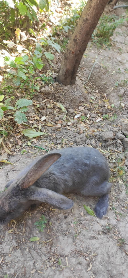 Quyonla sotiladi 4 dona, velikan, sog'lom