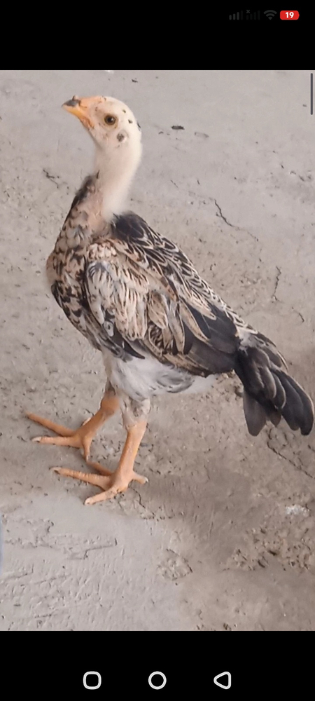 Zotli kulangi joʻjamiz sotiladi
