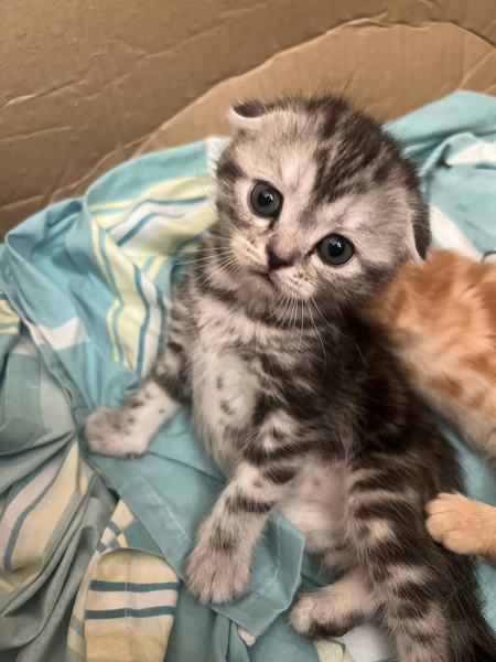 Продам котят фолды и страйты