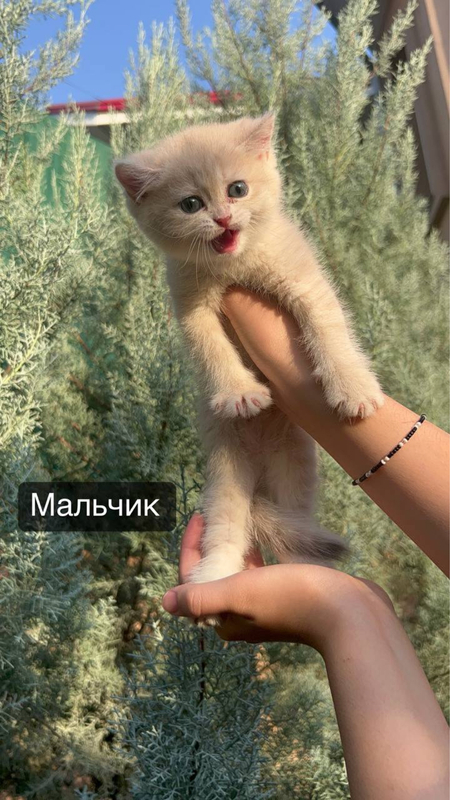 Кошка британская шиншила