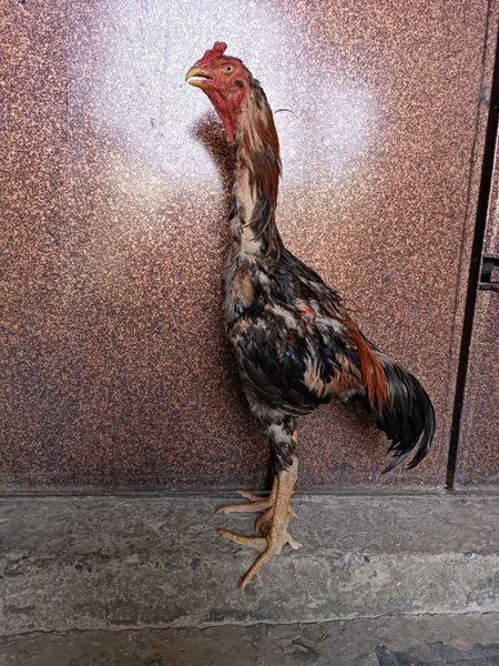 Dakan xuroz sotiladi