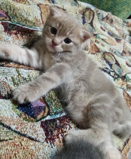 Котята 1 мес фолды и страйты