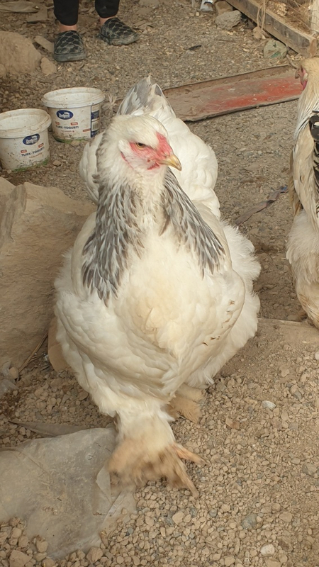 Brama tuxumlari bor