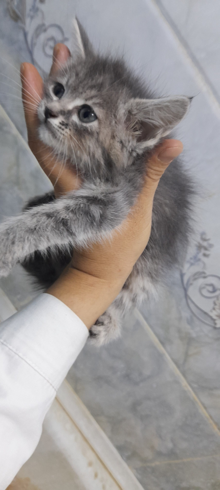 Продаются котята пушистые