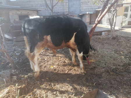 1.5 yoshli buqacha boqiladigon