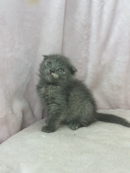 Котята скоттиш страйт и фолд