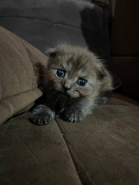 Котят, продали мушуклар