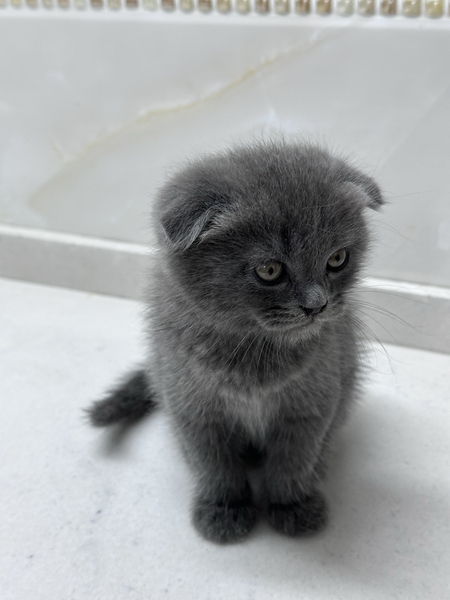 Котенок шотландская вислоухая