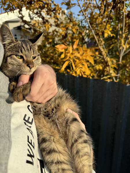 Котенок. Европейская короткошерстная