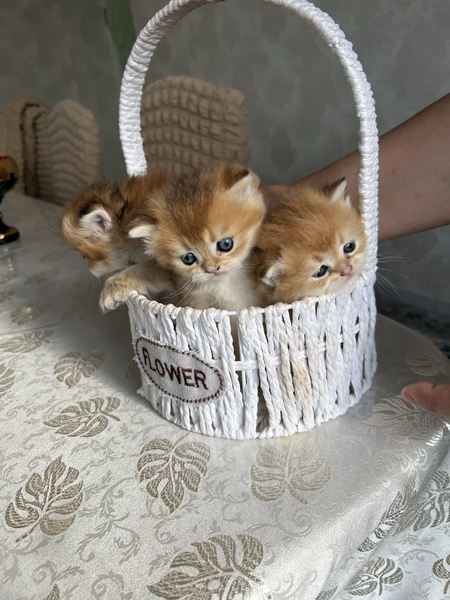 Золотая шиншила