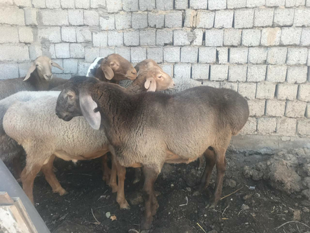 Qochqorlar aqiqa va marosimlar uchun